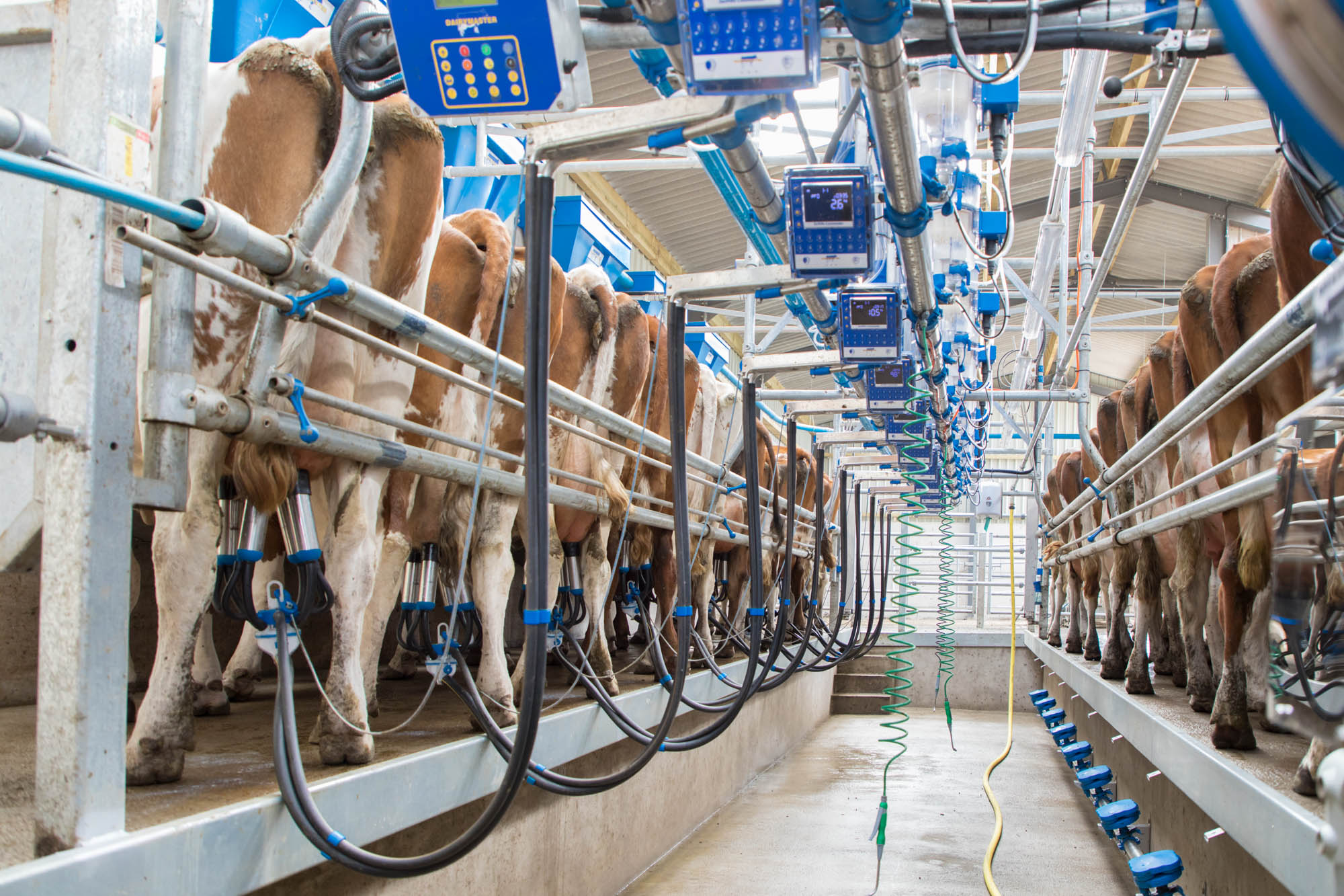 Dairymaster – Daniel Salt Ltd