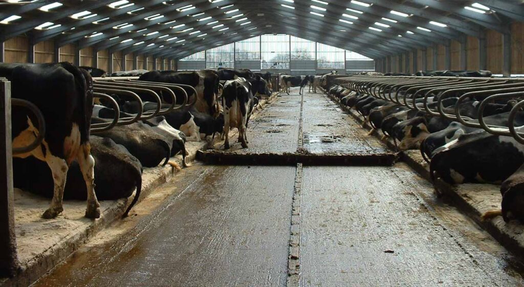 Dairymaster – Daniel Salt Ltd